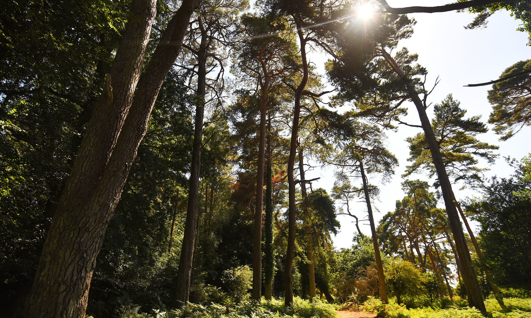 The New Forest National Park // New Forest Coast