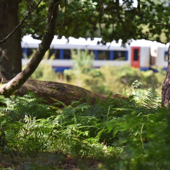 The New Forest National Park // New Forest Coast