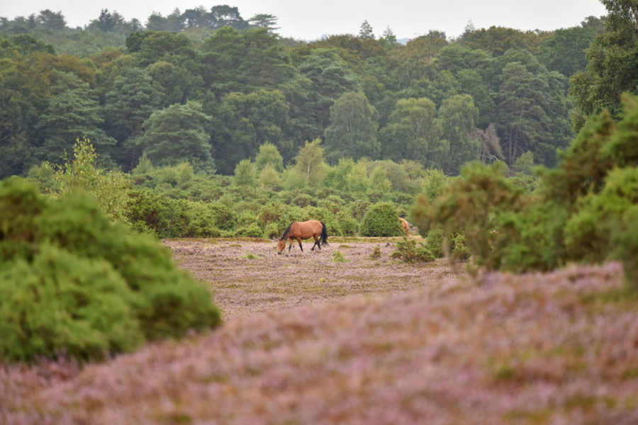 Forest New Forest Catchment Partnership Freshwater Habitats Trust