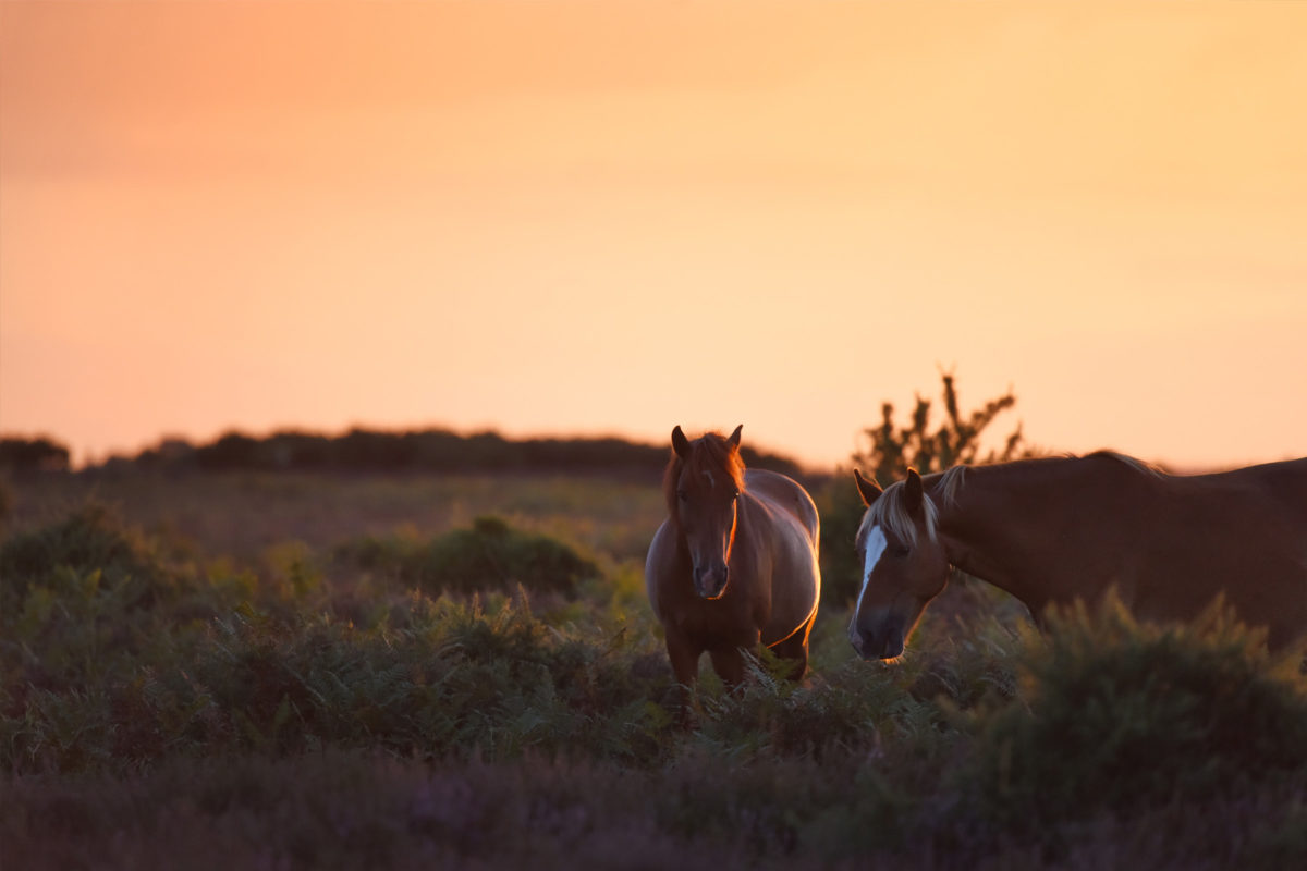 The New Forest National Park // New Forest Coast