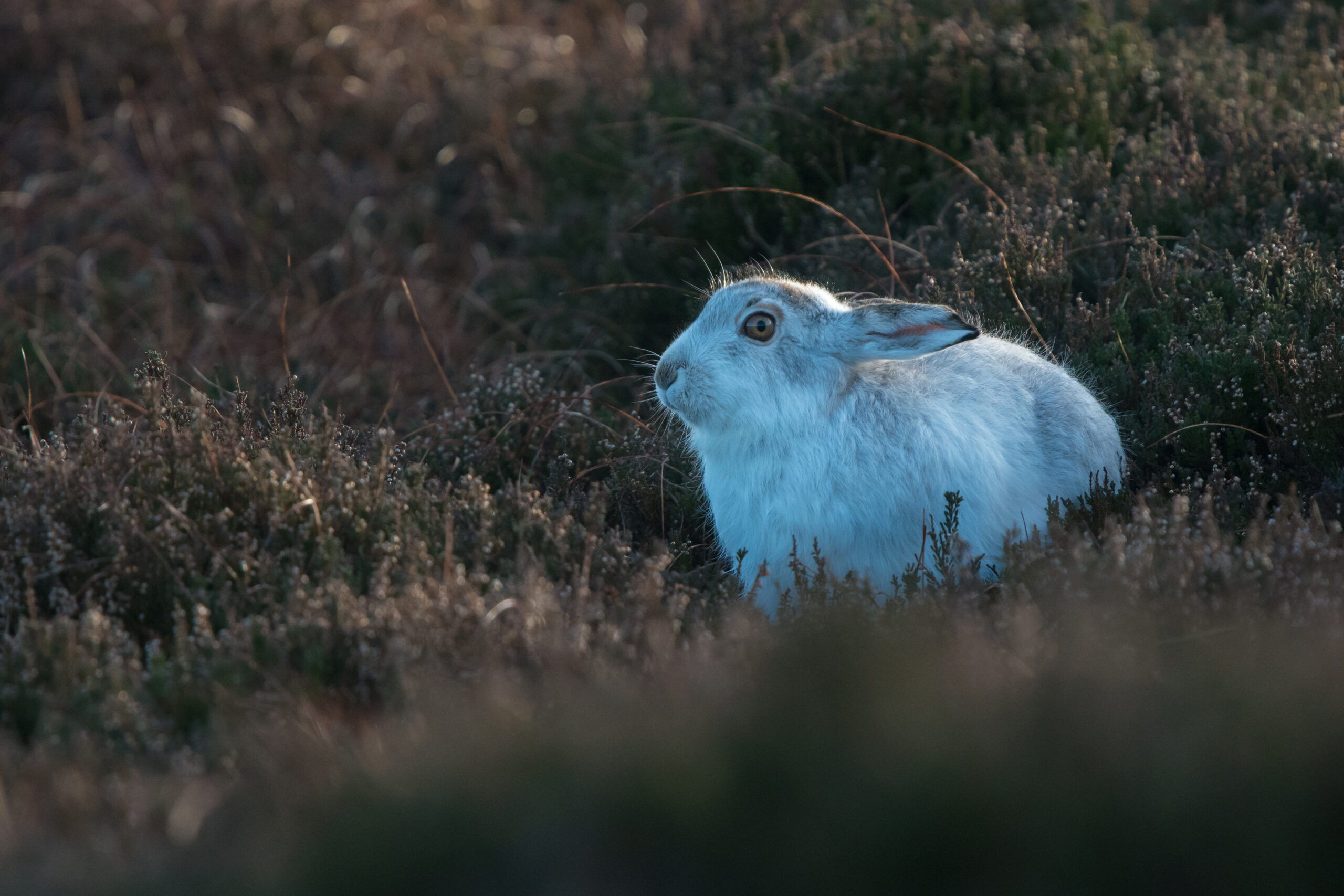 Look Wild: Wonderful Winter Wildlife - National Parks