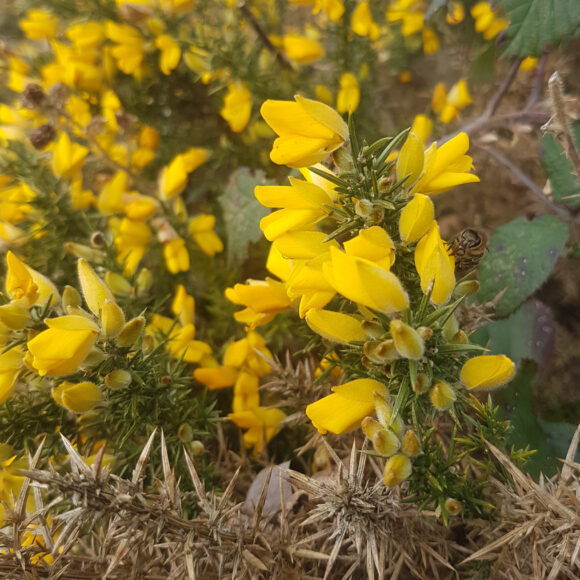 Look Wild: Dartmoor Up Close - National Parks
