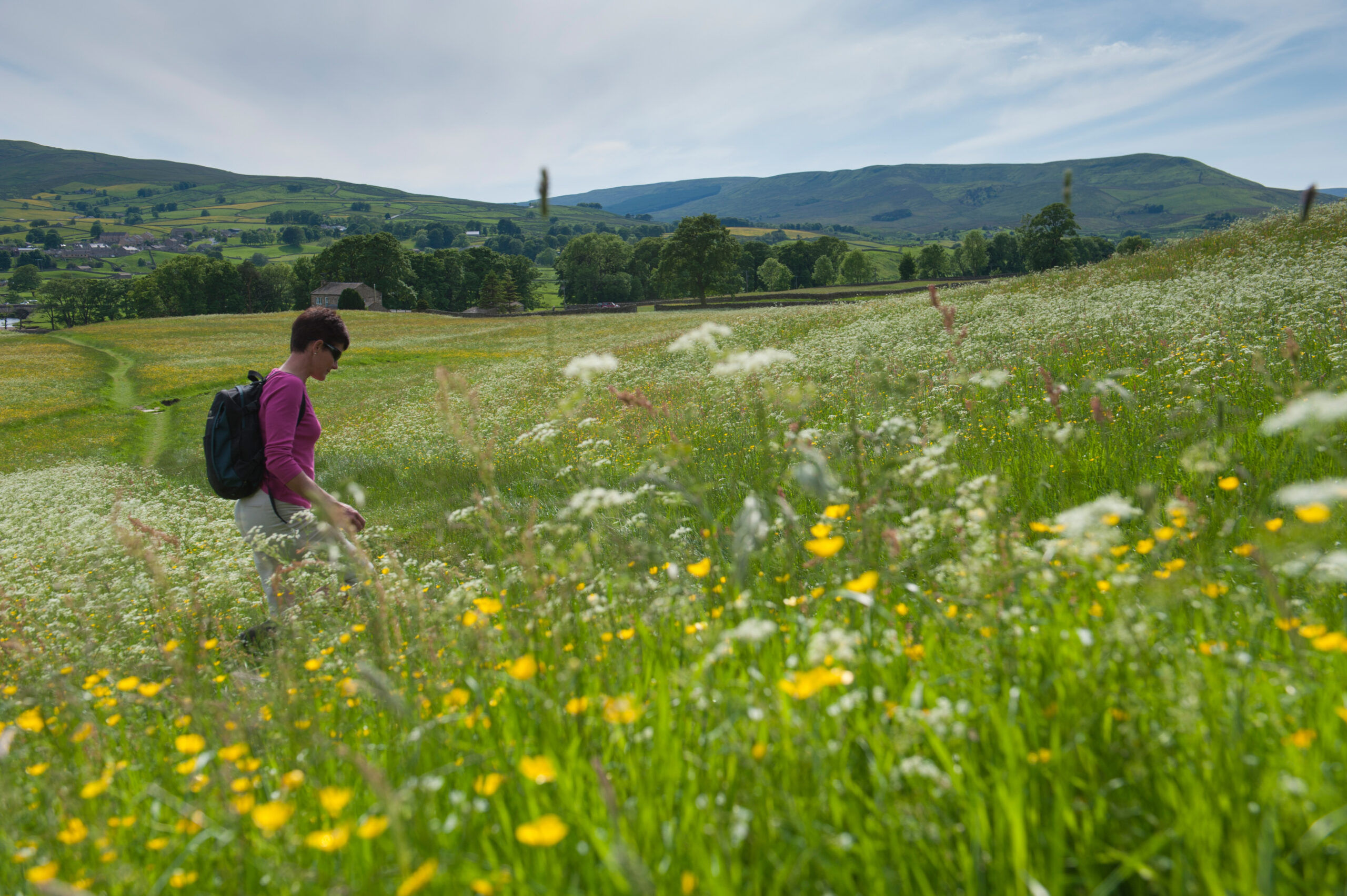 Look Wild: Meadow habitats of the Yorkshire Dales - National Parks