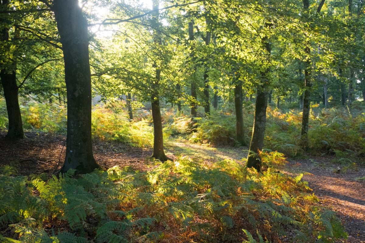 Race To Zero - National Parks