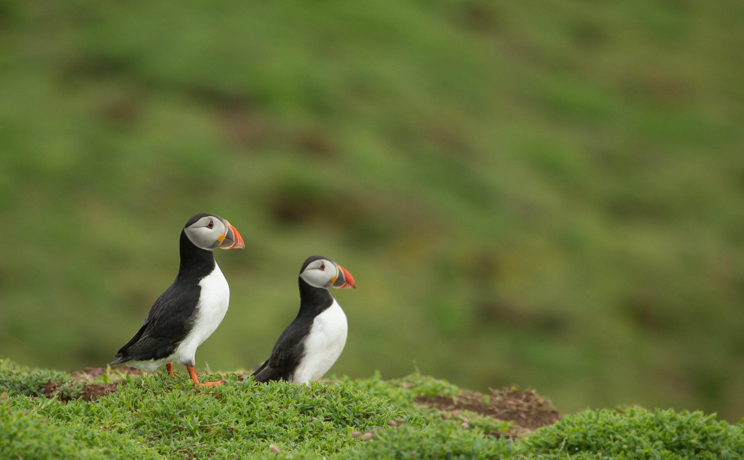 Look Wild: Seabirds of Pembrokeshire - National Parks