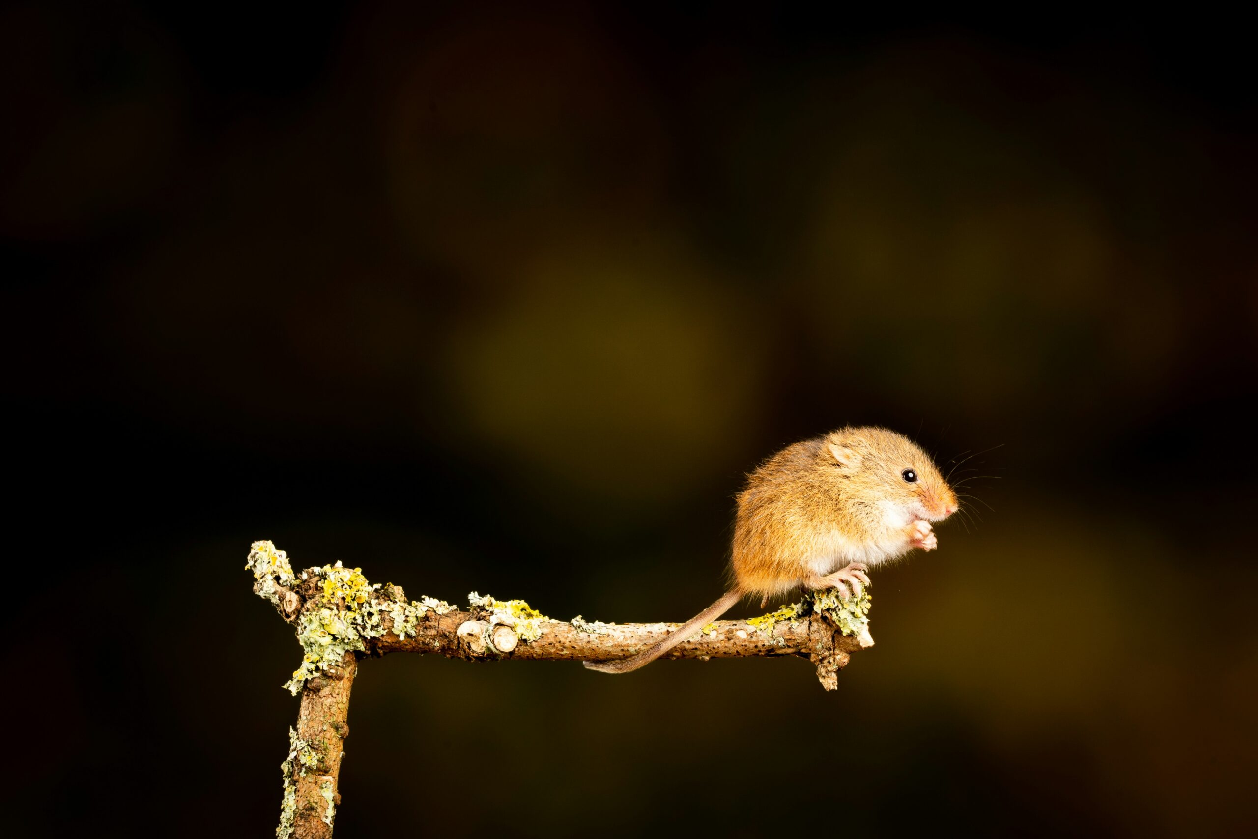 Look Wild: Harvest Mouse - National Parks