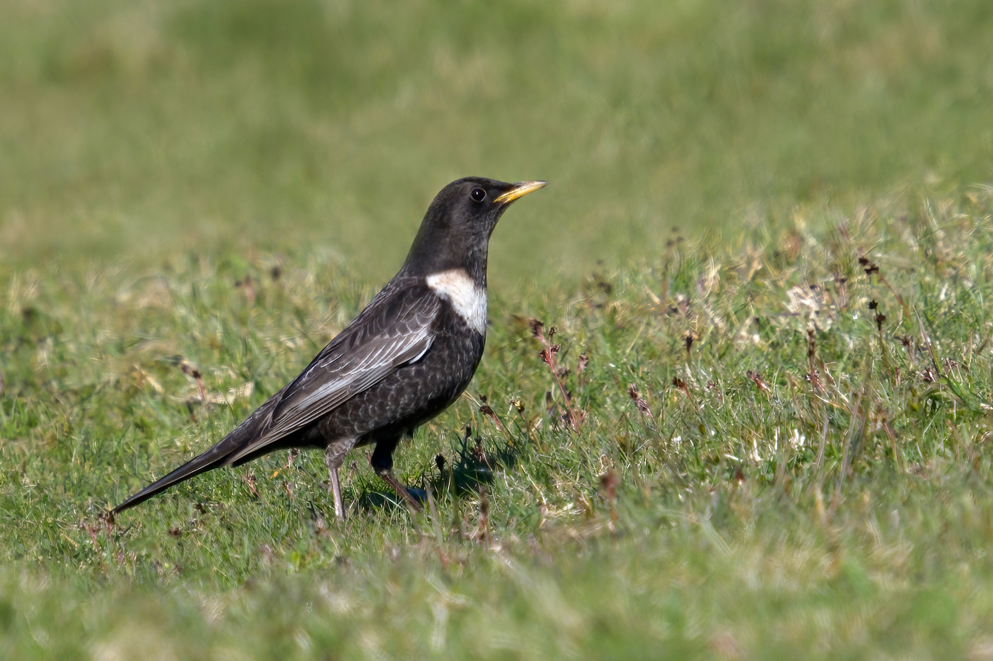 Discover: The Return of the Ring Ouzel - National Parks