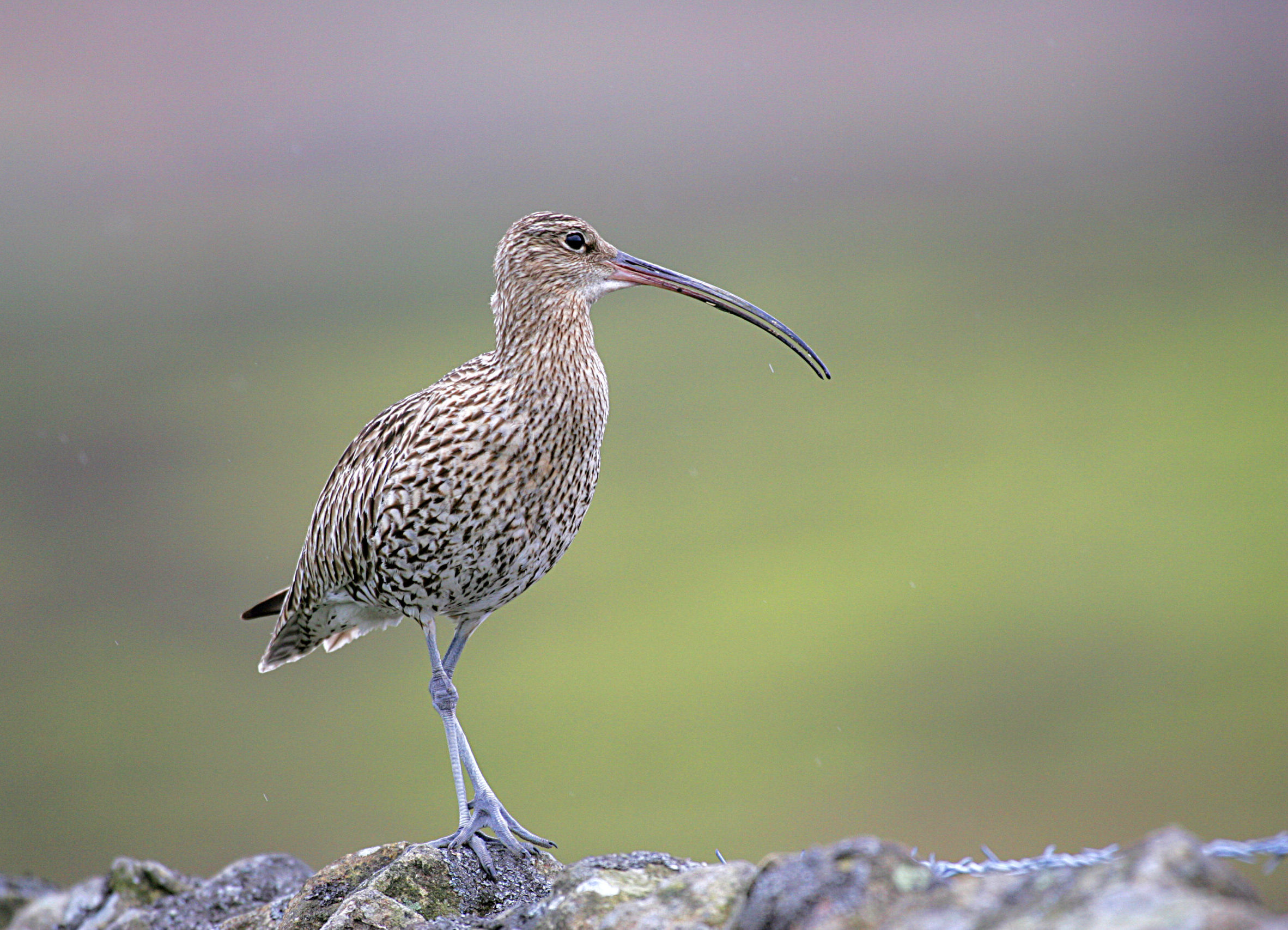 LookWild: Crucial Weeks for Curlew in the Yorkshire Dales - National Parks