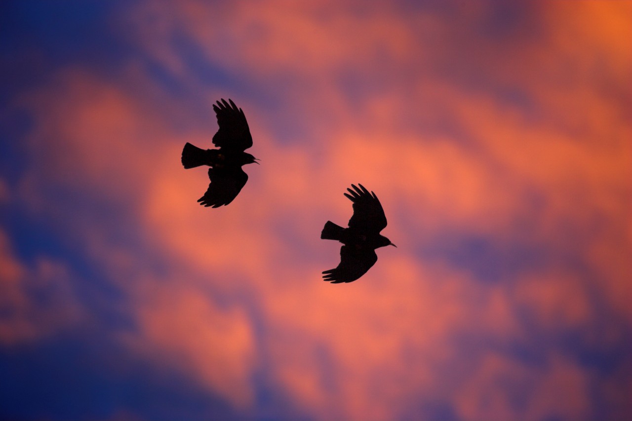LookWild: The efforts to protect an iconic bird of Eryri - National Parks